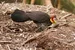 How To Get Rid Of Bush Turkeys | Better Homes & Gardens Australia