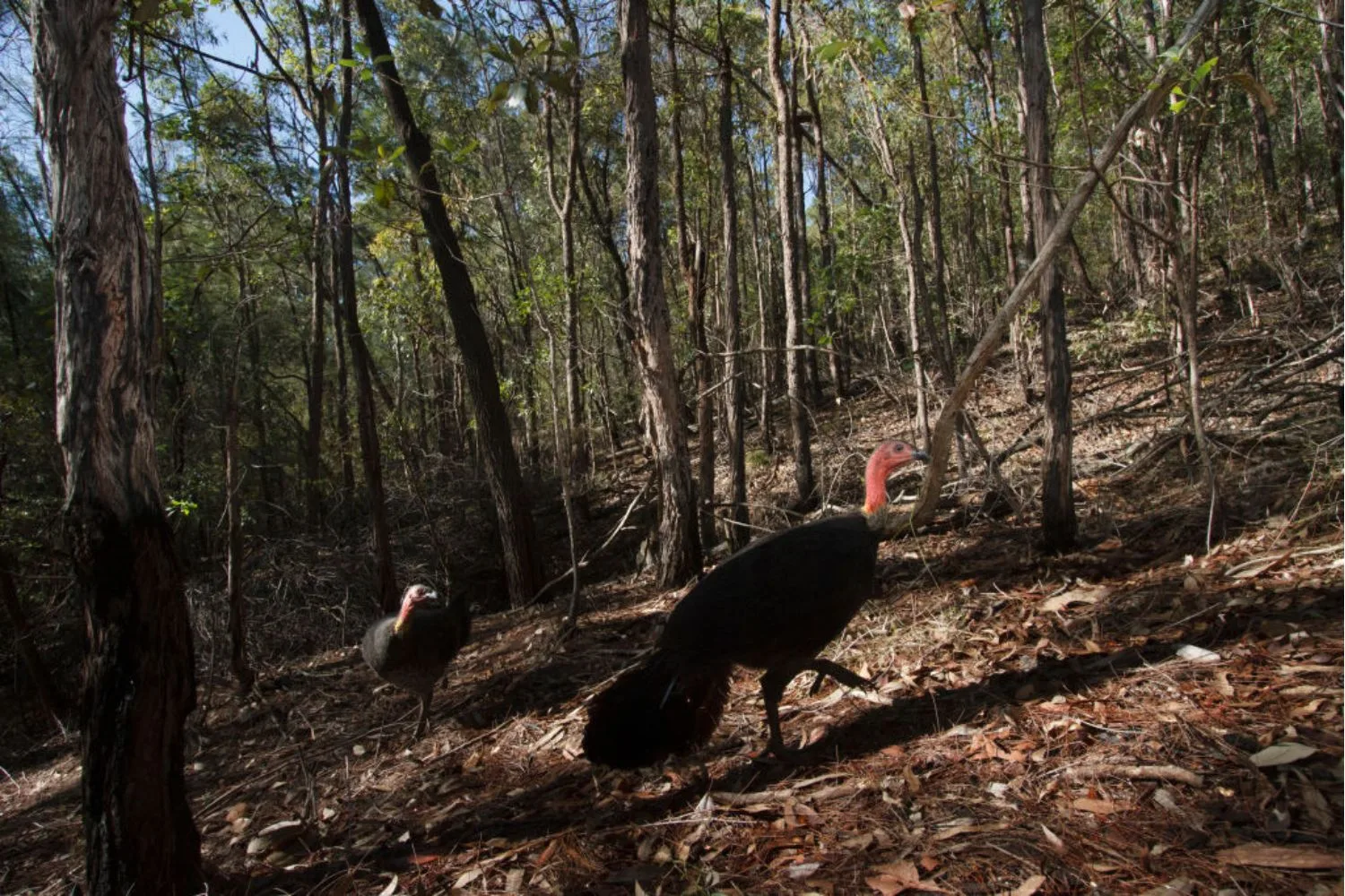 How To Get Rid Of Bush Turkeys | Better Homes & Gardens Australia