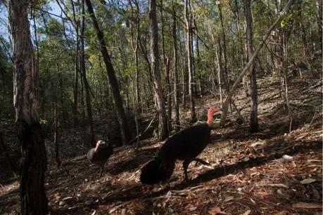 How To Get Rid Of Bush Turkeys | Better Homes & Gardens Australia