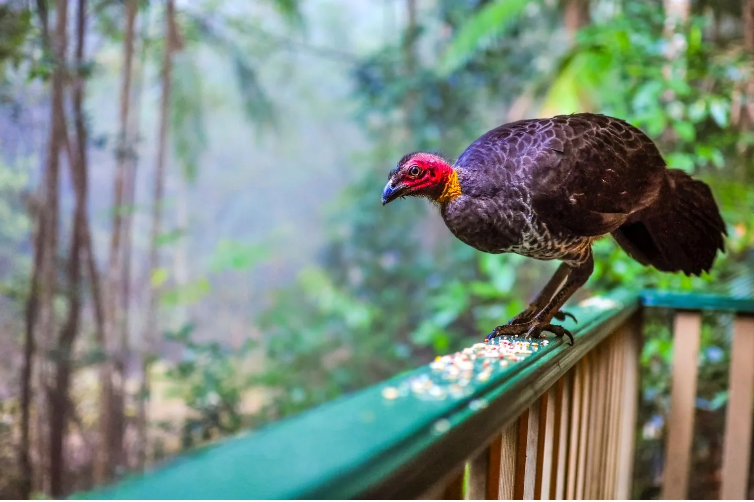 How To Get Rid Of Bush Turkeys | Better Homes & Gardens Australia
