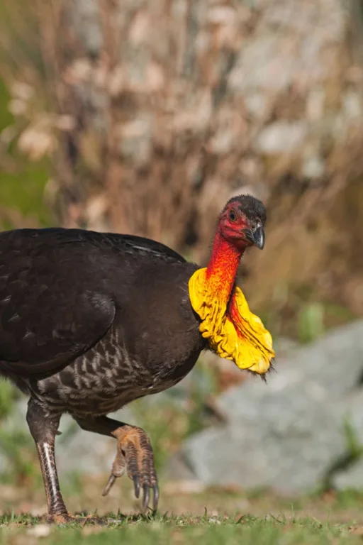 How To Get Rid Of Bush Turkeys | Better Homes & Gardens Australia