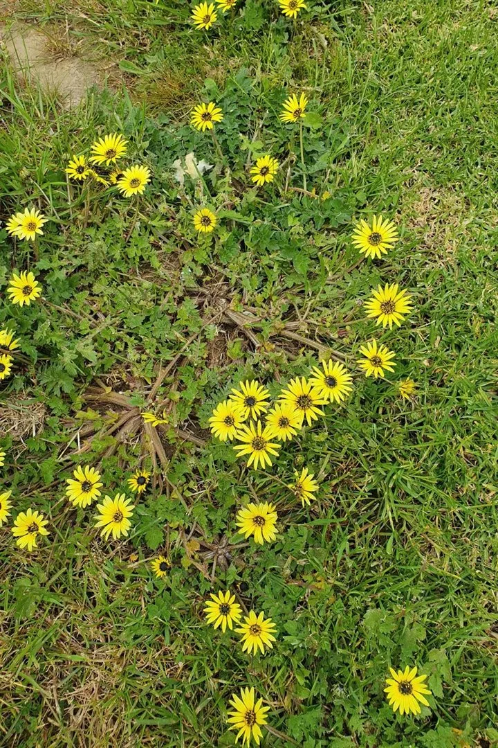 How To Get Rid Of Annoying Lawn Weeds With Yellow Flowers | Better ...
