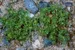 How To Get Rid Of Annoying Lawn Weeds With Yellow Flowers | Better ...