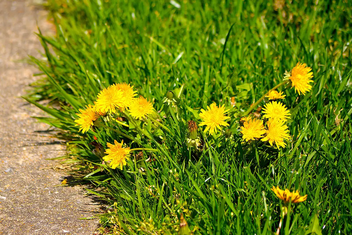 How To Get Rid Of Annoying Lawn Weeds With Yellow Flowers | Better Homes & Gardens Australia