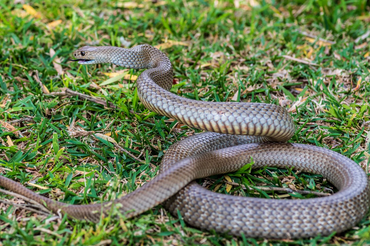 Do ultrasonic snake repellents work? We have the answer