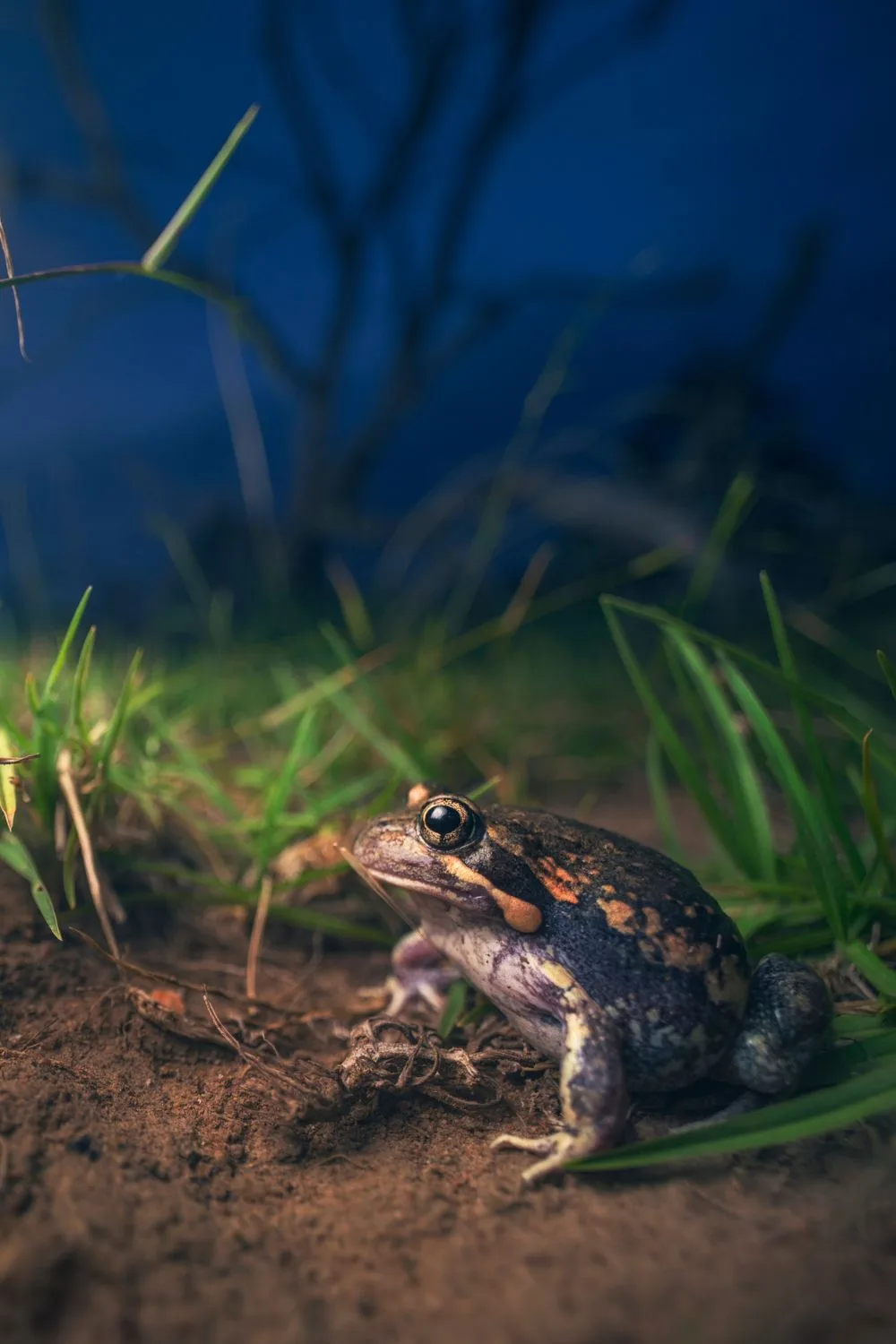 Have You Ever Encountered A Pobblebonk? | Better Homes & Gardens Australia