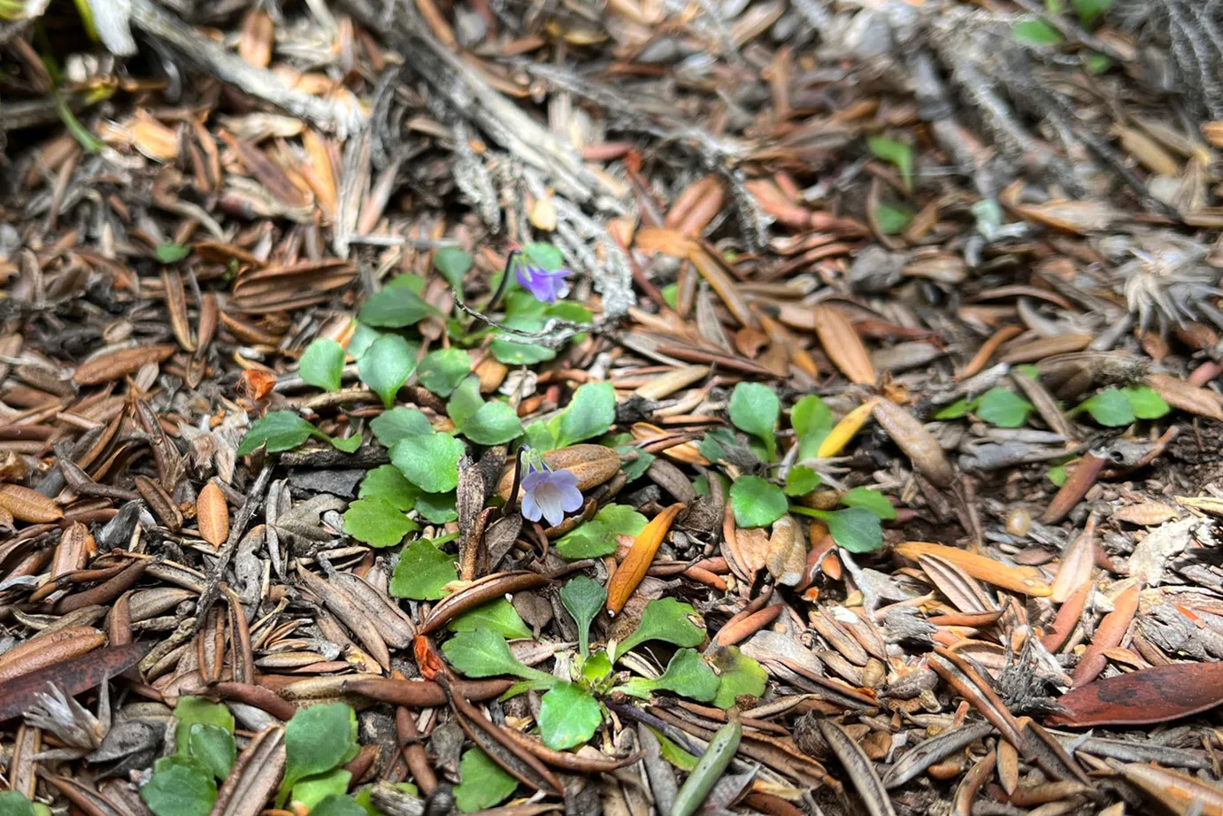 Rare Native Dwarf Violet Found In Tasmania For The First Time | Better ...
