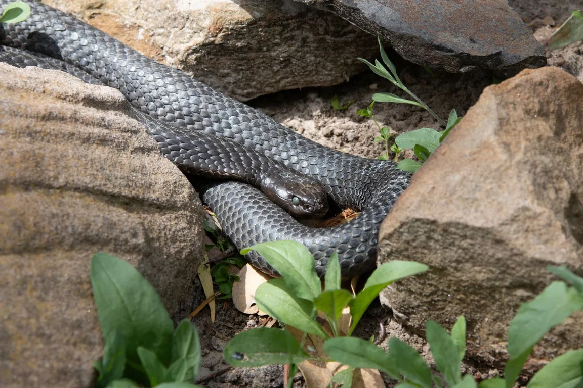Snake catcher's rain warning: where snakes hide in wet weather