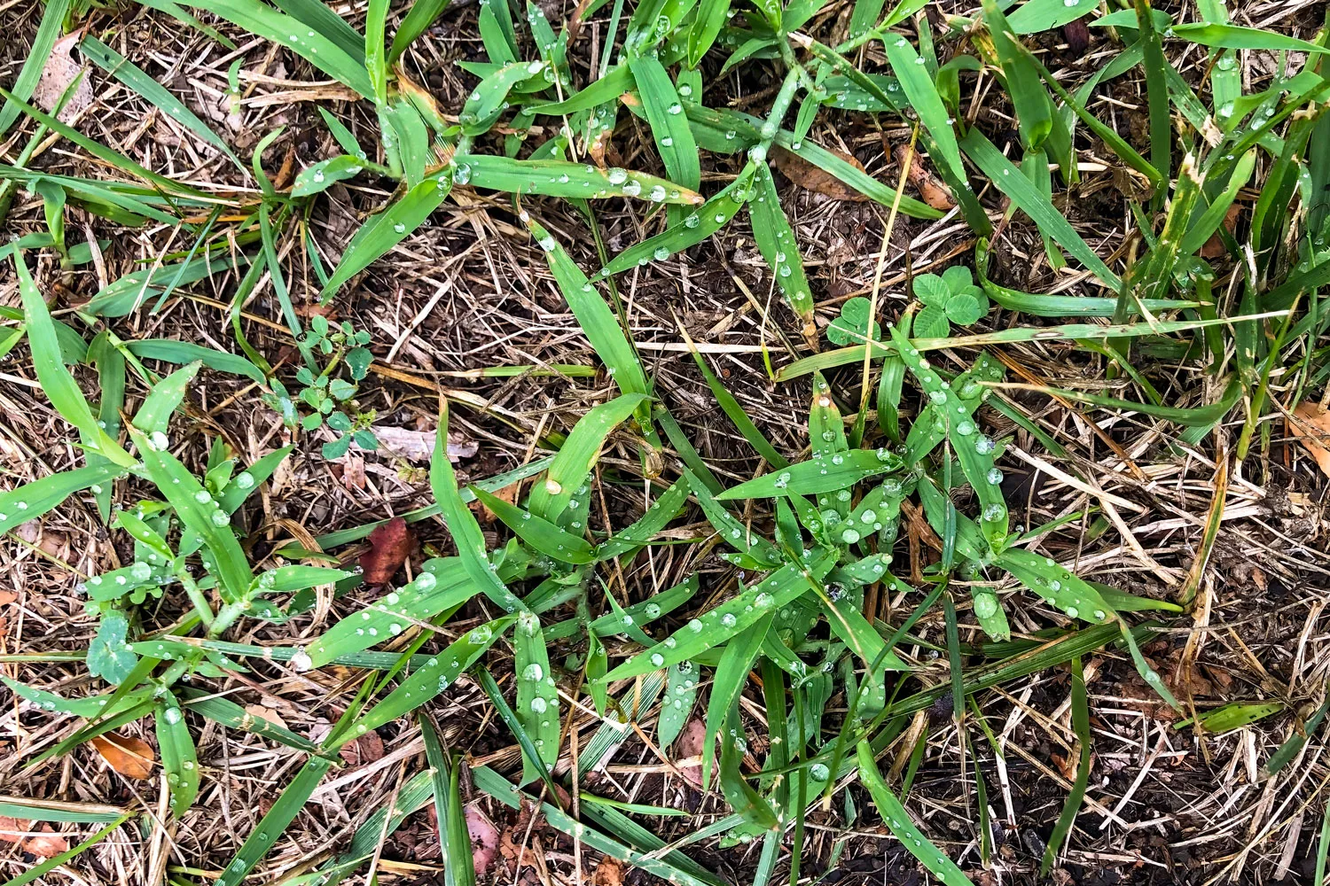 Why grass brown patch disease is everywhere right now