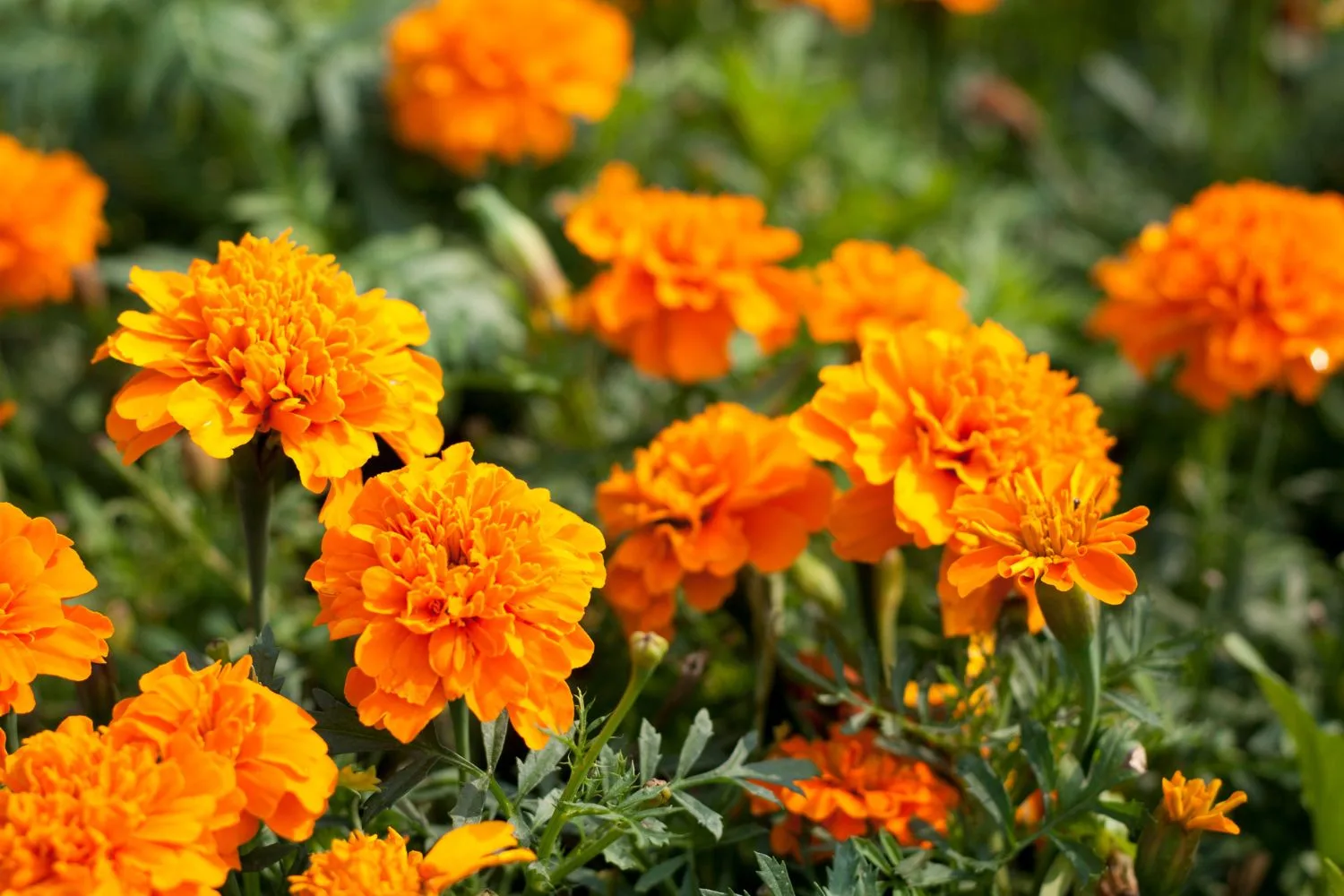 Plants That Repel Aphids From Your Garden