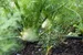 Plants That Repel Aphids From Your Garden