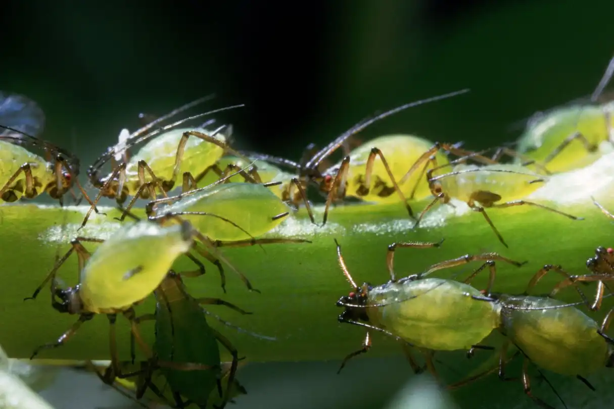 Plants That Repel Aphids From Your Garden