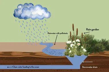What Is A Rain Garden And How To Build Your Own