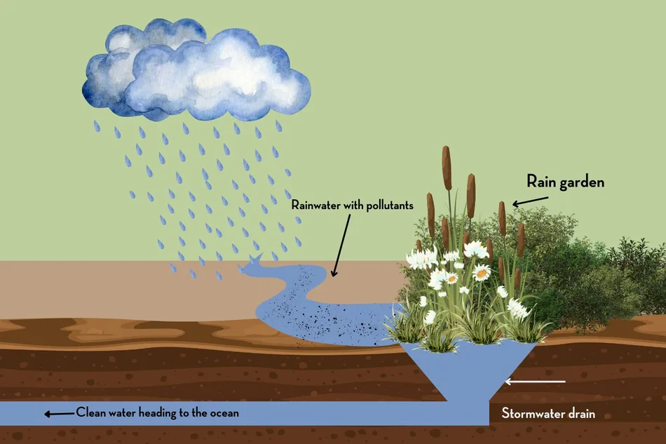 What Is A Rain Garden And How To Build Your Own