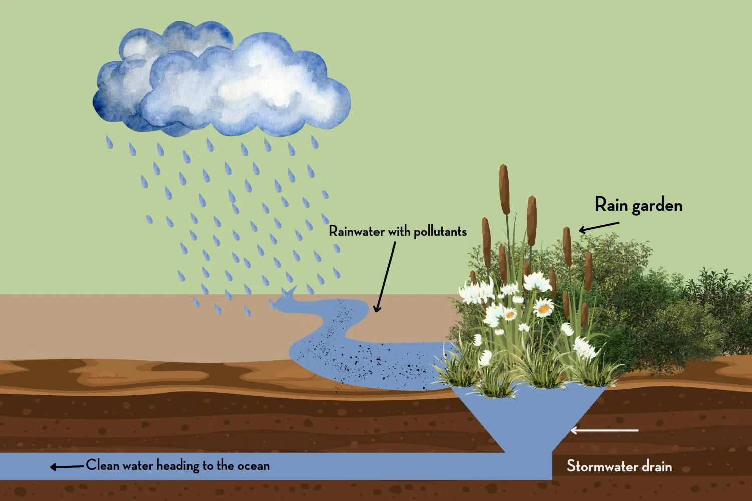 What Is A Rain Garden And How To Build Your Own