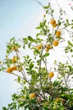 Citrus gall wasp in Australia: how to protect your trees