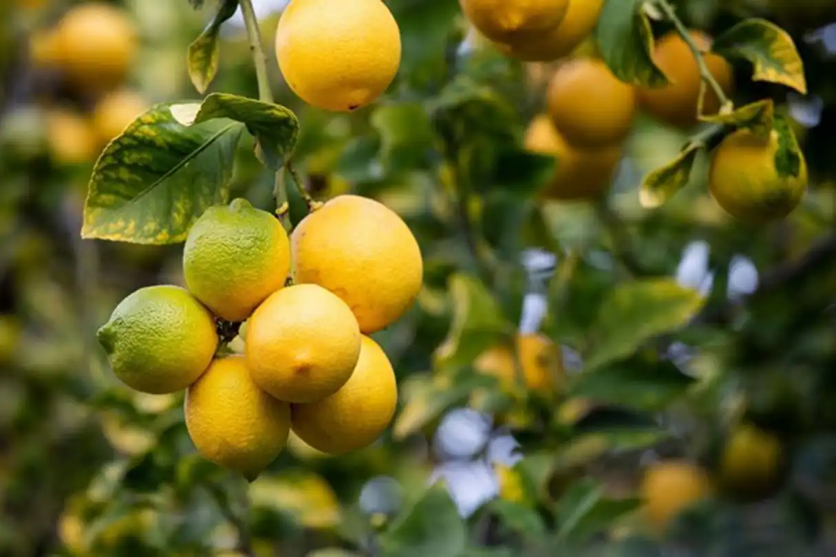 How To Stop Citrus Gall Wasps From Destroying Your Trees