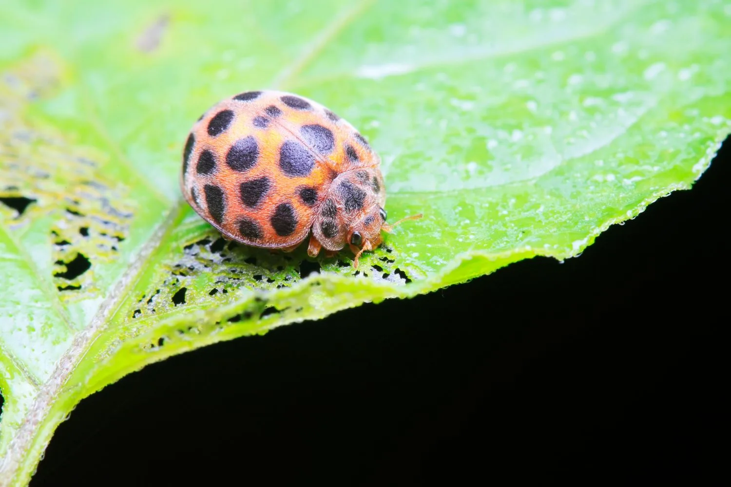 Are Ladybugs Good For Gardens? | Better Homes & Gardens Australia