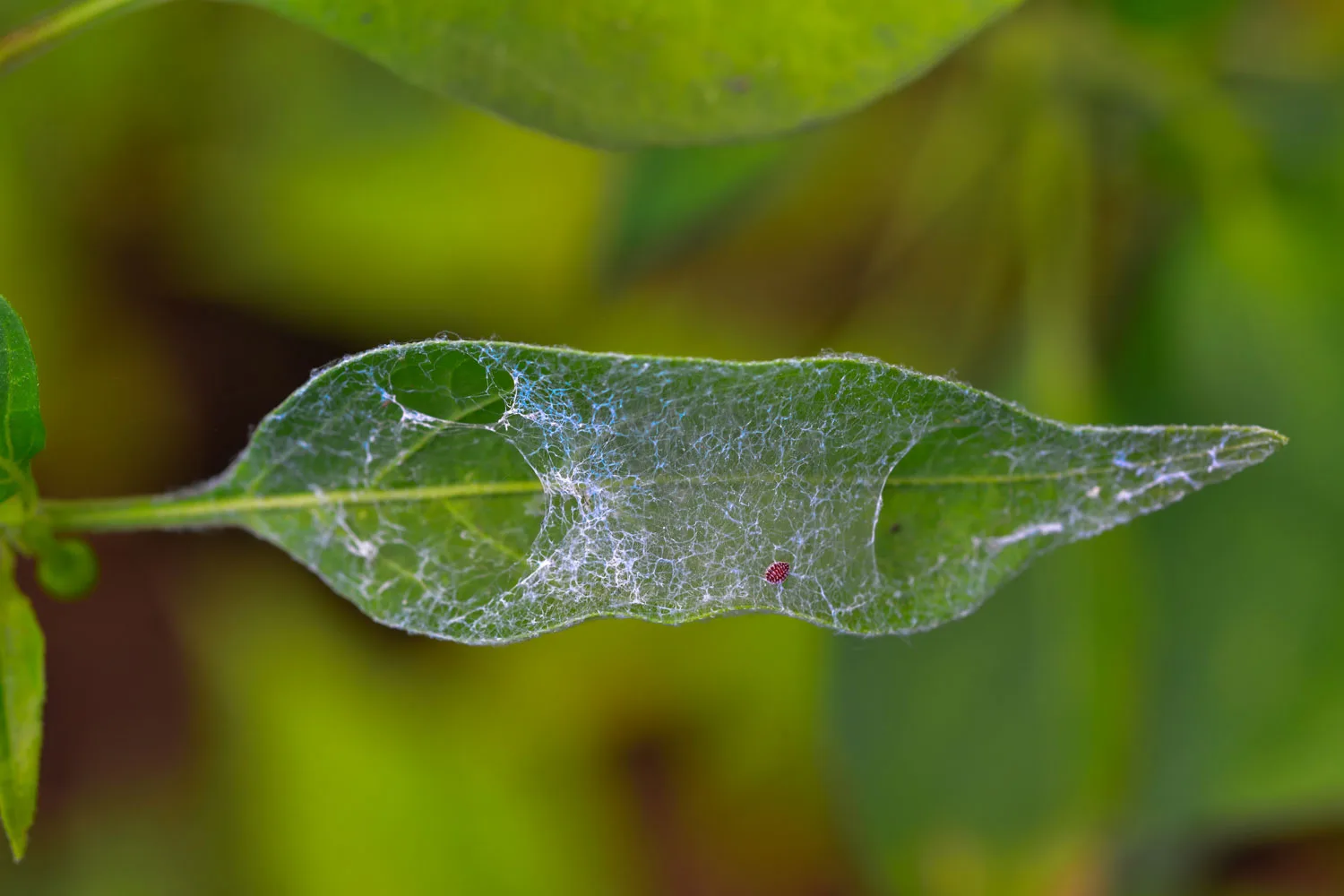 How to get rid of spider mites: products that actually work