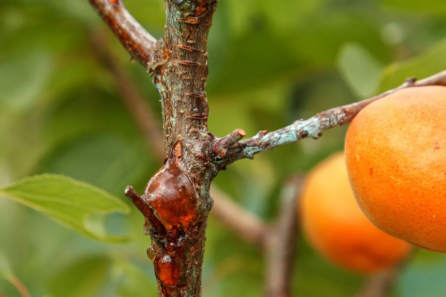 Phytophthora Root Rot In Citrus | Better Homes & Gardens Australia