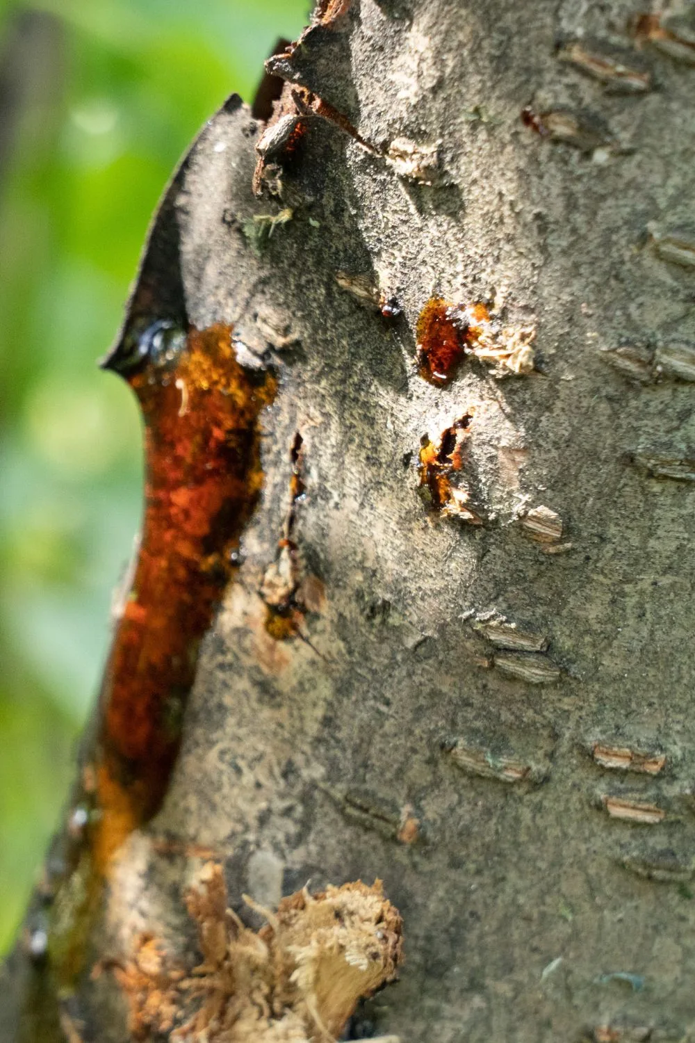 Phytophthora Root Rot In Citrus | Better Homes & Gardens Australia