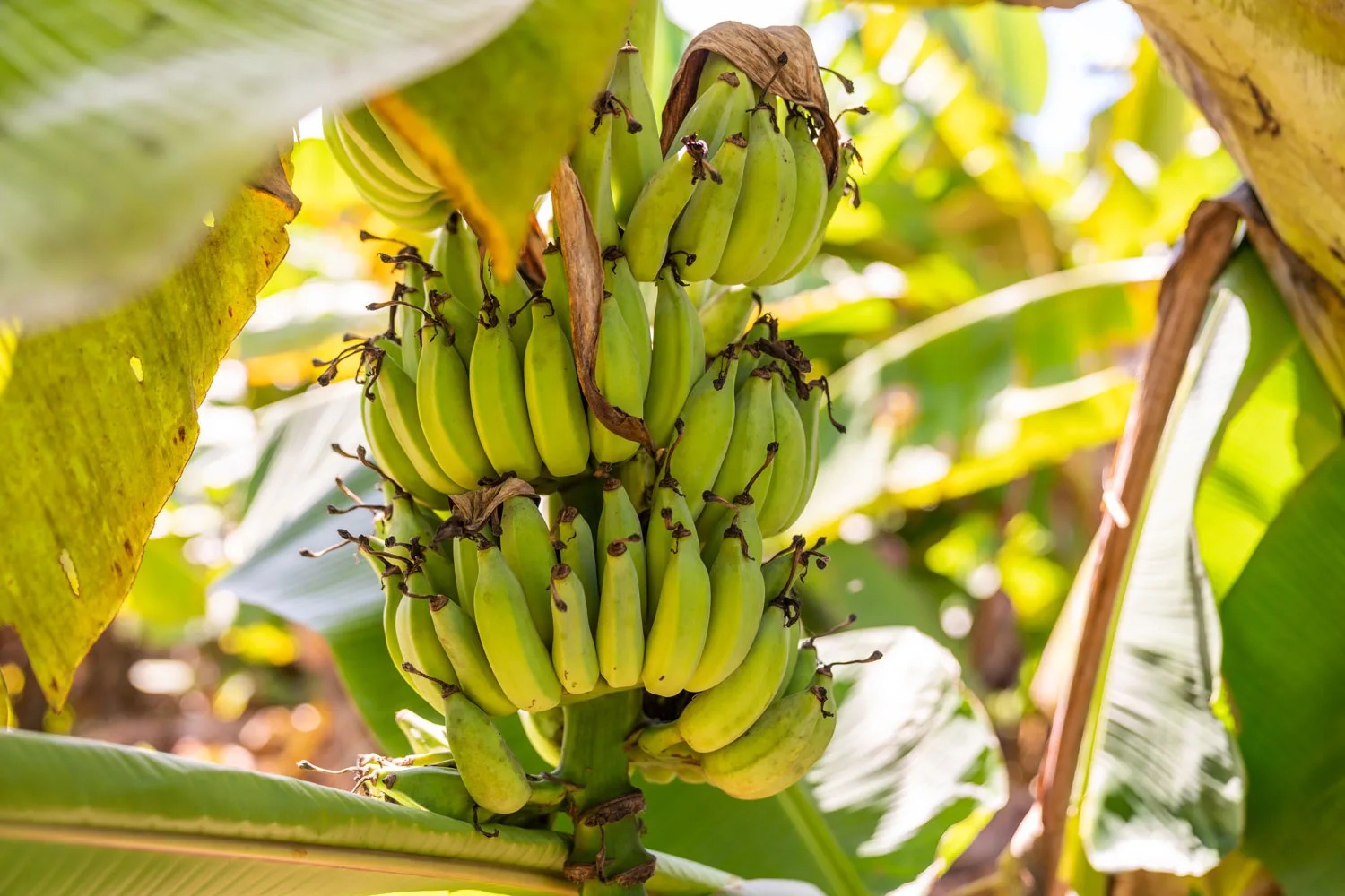 Genetically Modified Bananas Could Be Our Future