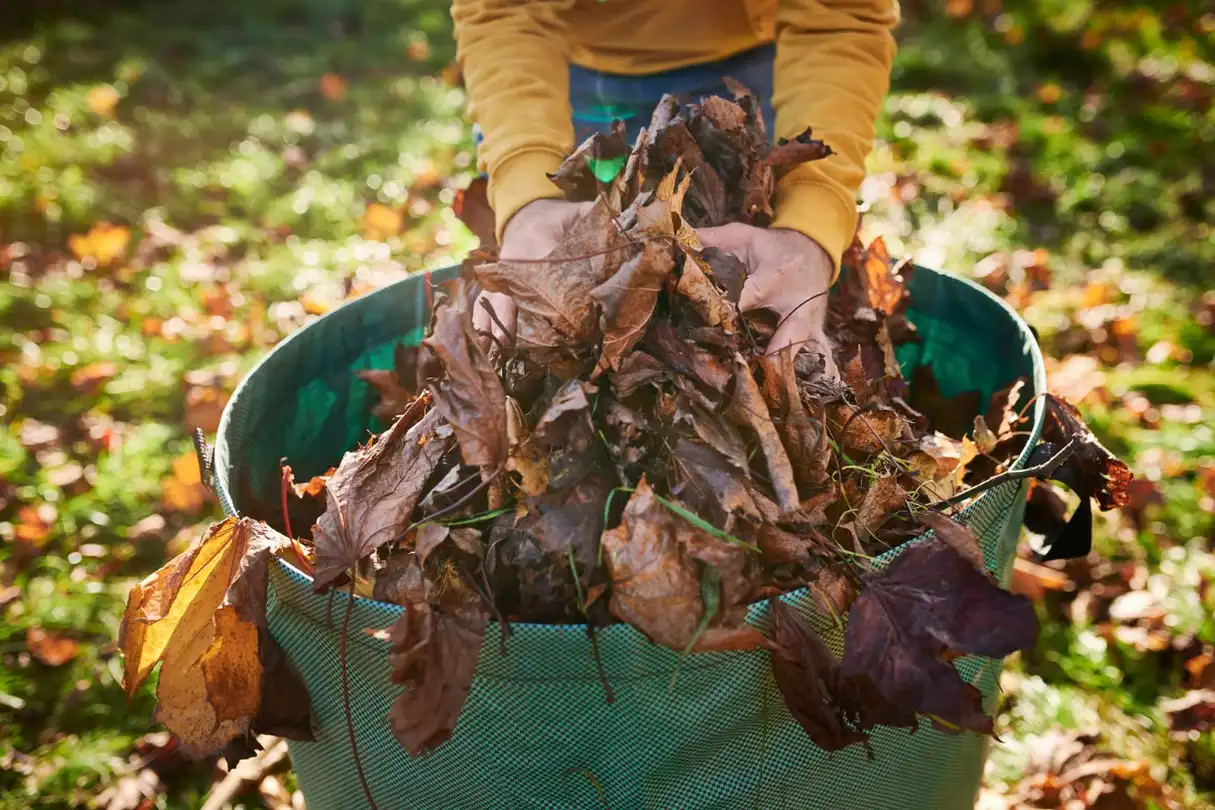 Autumn Gardening Jobs To Get Your Garden Thriving