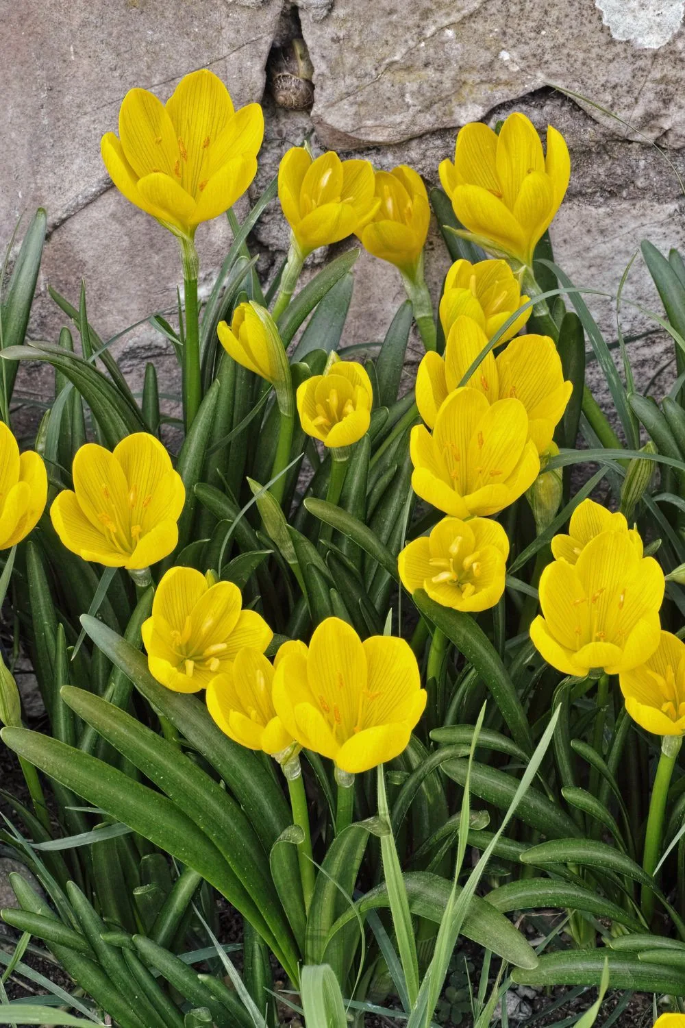 Autumn Flowering Plants That Prepare Your Garden For Seasonal Change ...