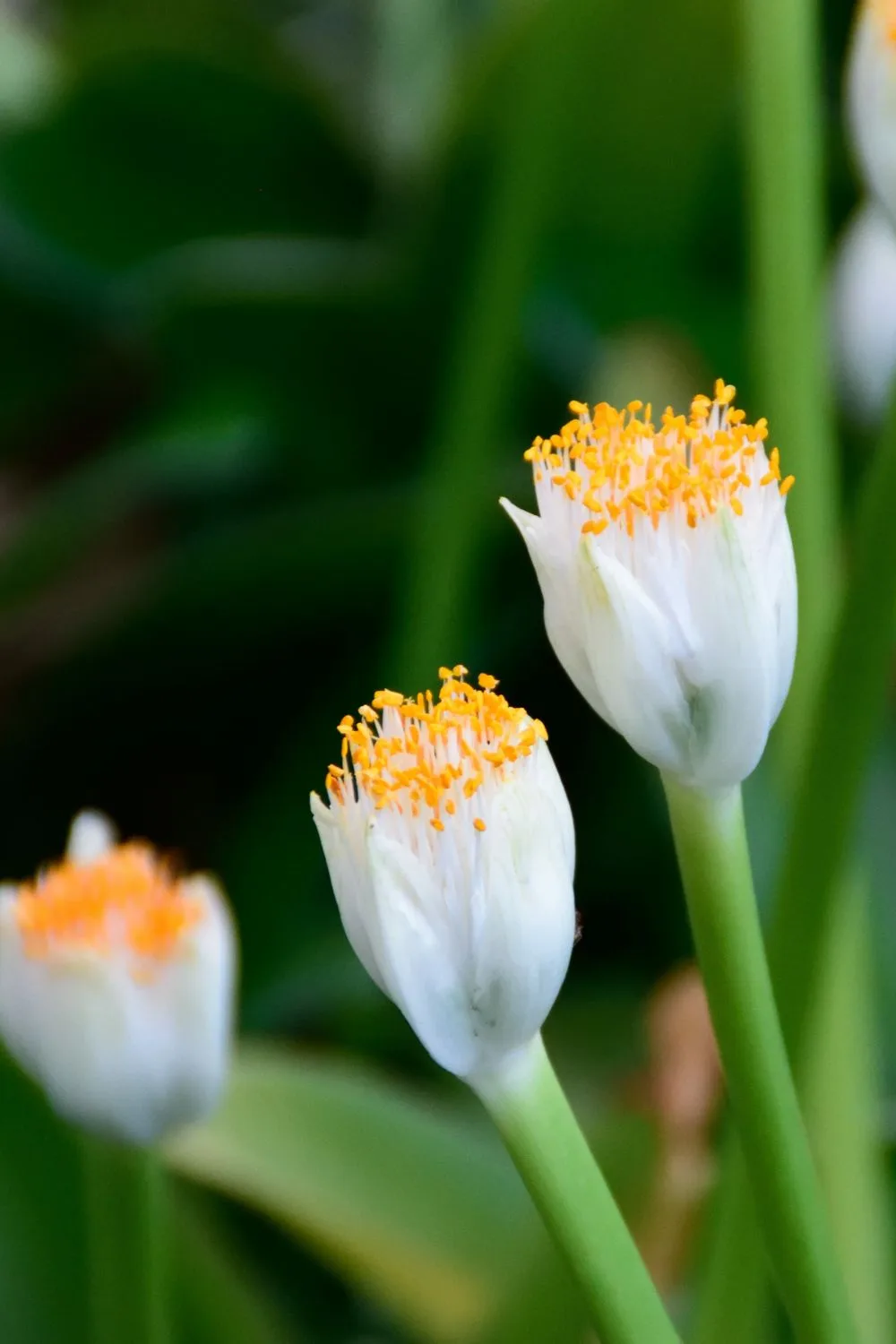 Autumn Flowering Plants That Prepare Your Garden For Seasonal Change ...