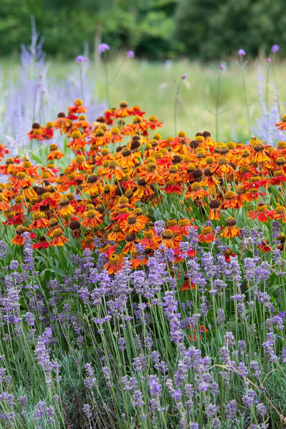 How To Create A Wildflower Garden Meadow