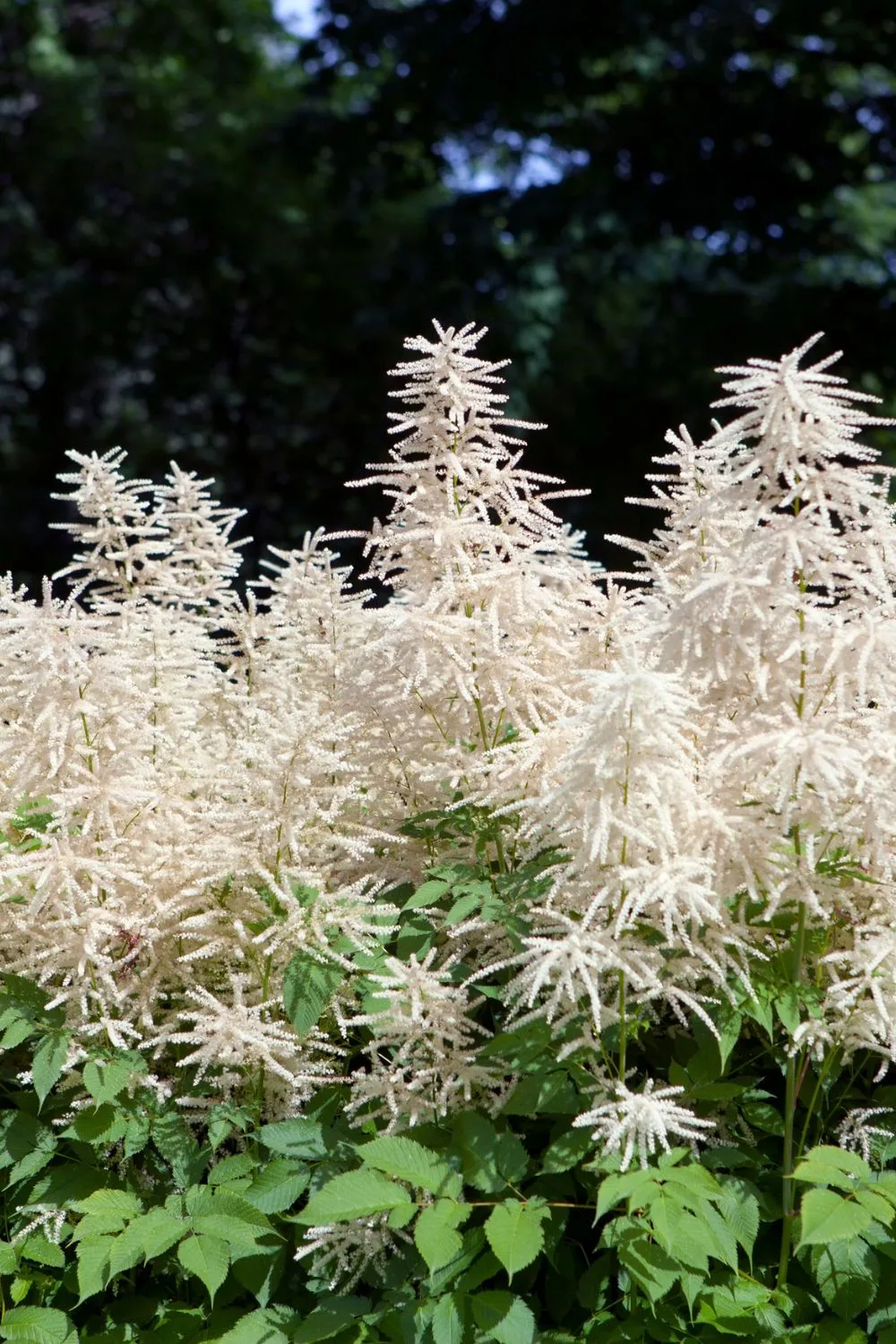 The 8 Best Screening Plants For Your Garden