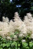 The 8 Best Screening Plants For Your Garden