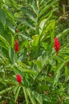 The 8 Best Screening Plants For Your Garden