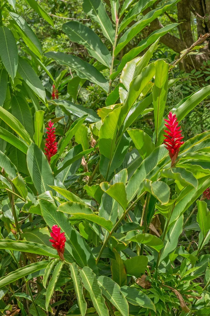 The 8 Best Screening Plants For Your Garden