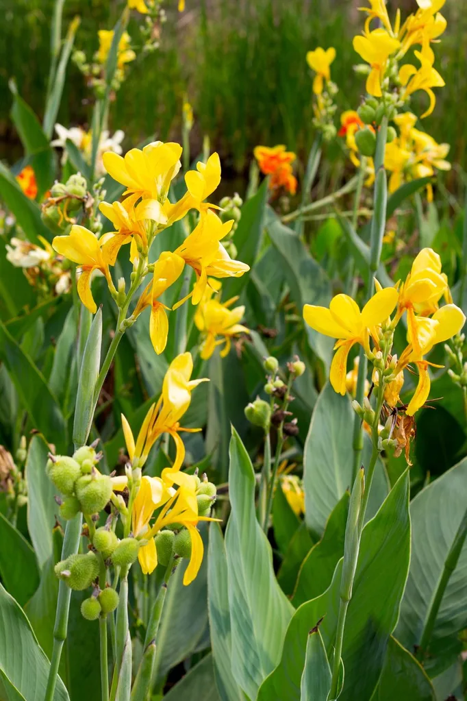 The 8 Best Screening Plants For Your Garden