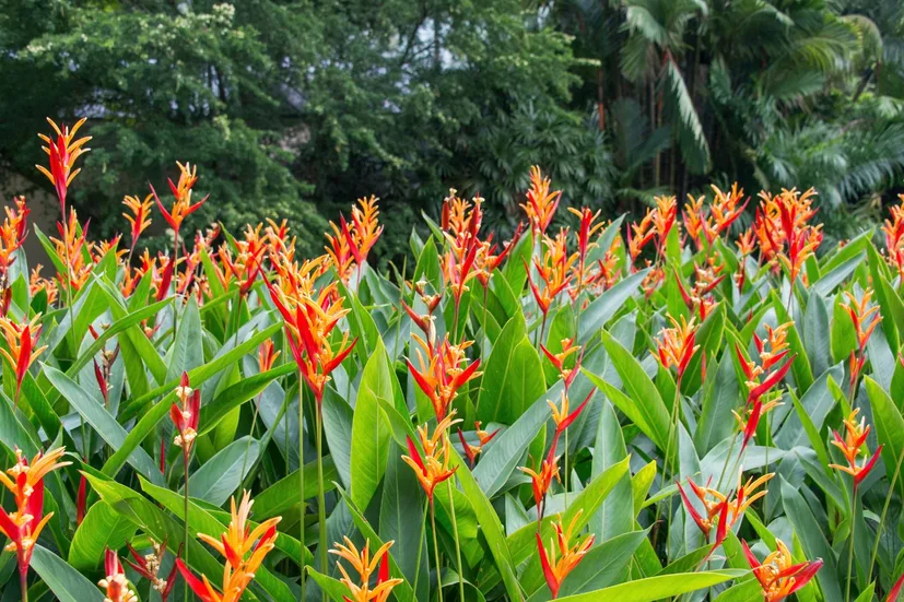 The 8 Best Screening Plants For Your Garden