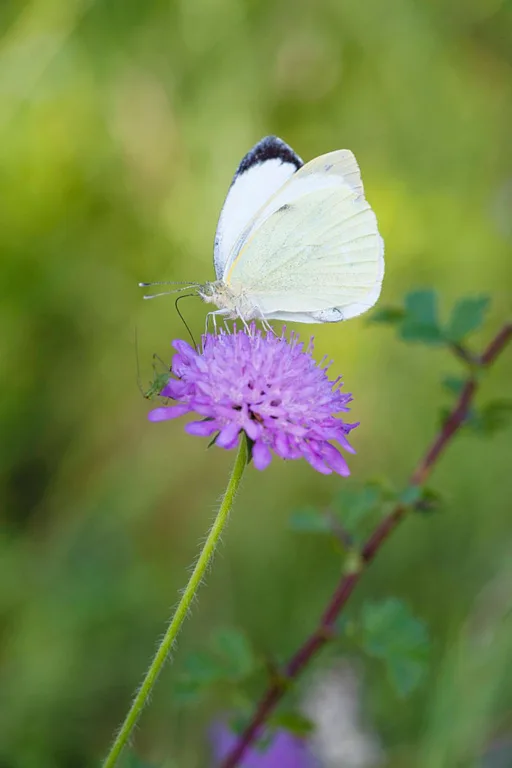What Is a Cabbage Moth and How to Prevent It