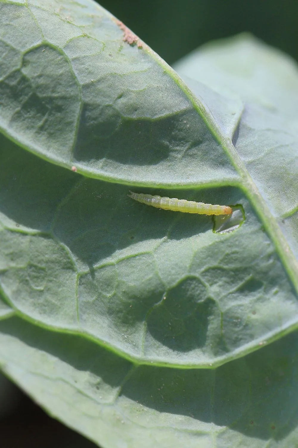 What Is a Cabbage Moth and How to Prevent It