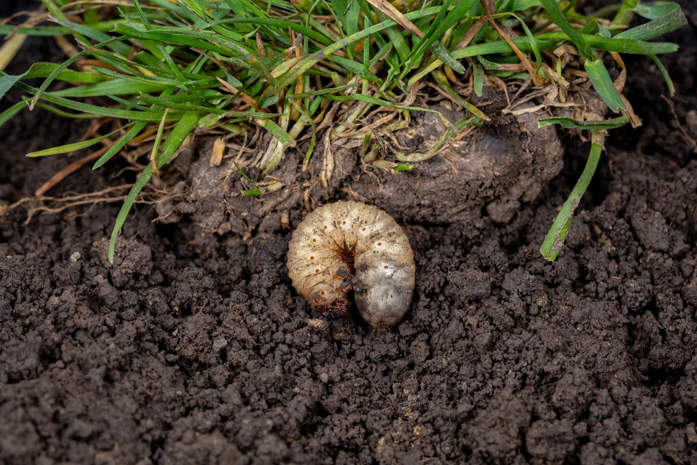 Lawn grub solutions: How to get rid of curl grubs for good | Better ...