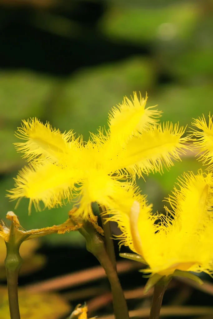 The 10 Best Water Plants To Add To Your Pond