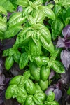 Growing Basil: Best Tips for Your Garden
