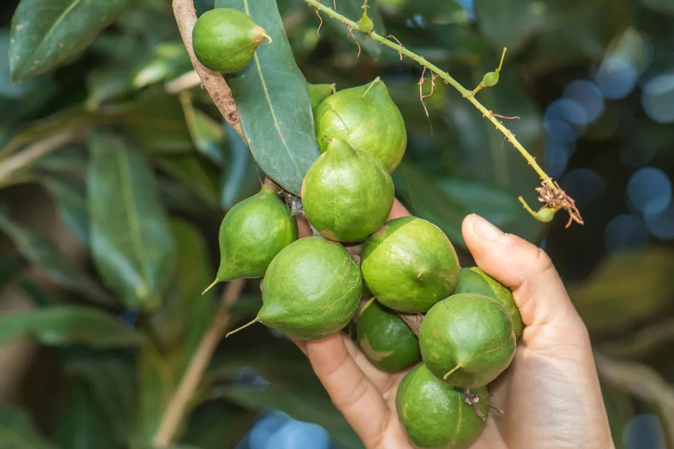 How To Grow A Macadamia Tree | Better Homes & Gardens Australia