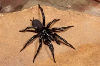 Simple tip to identify a funnel-web spider