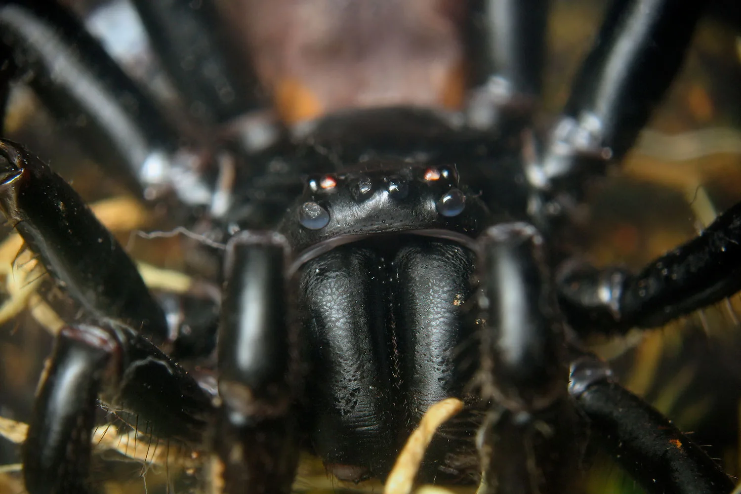 Simple tip to identify a funnel-web spider