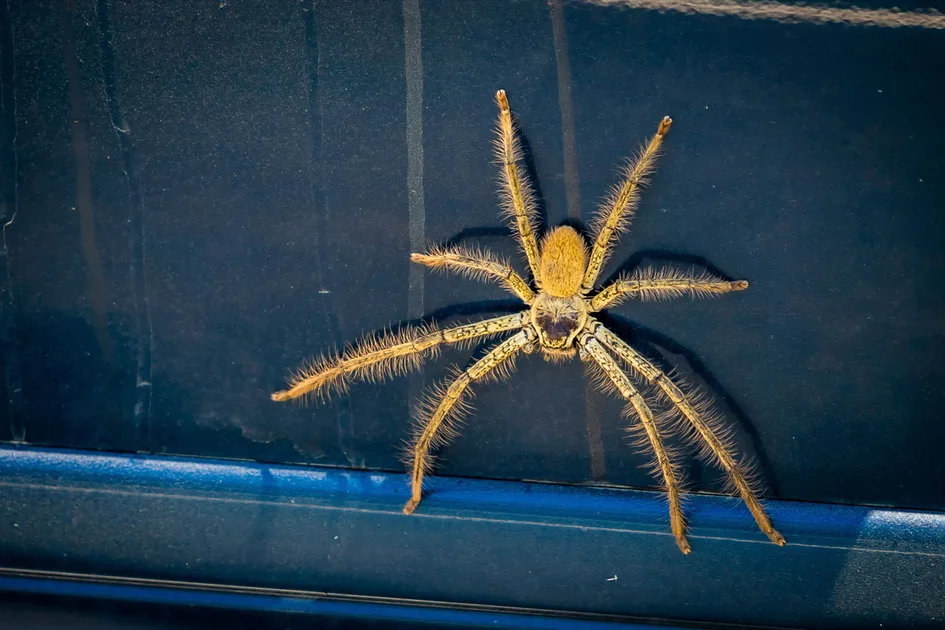 How to Get Huntsman Spiders Out of Your Car