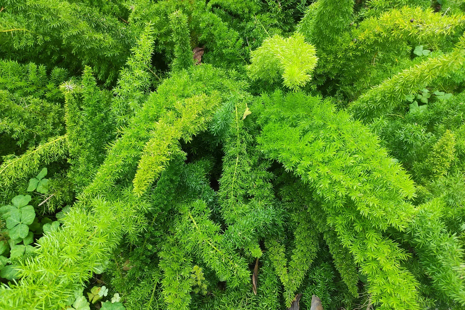 How to kill invasive asparagus fern plant