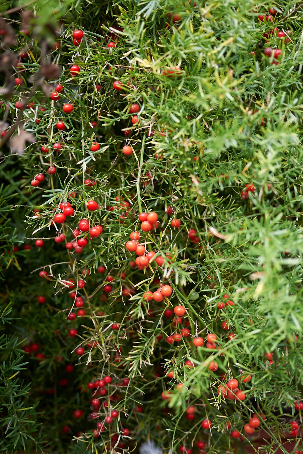 How to kill invasive asparagus fern plant