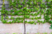 Charlie Albone's Espalier Fruit Tree Techniques