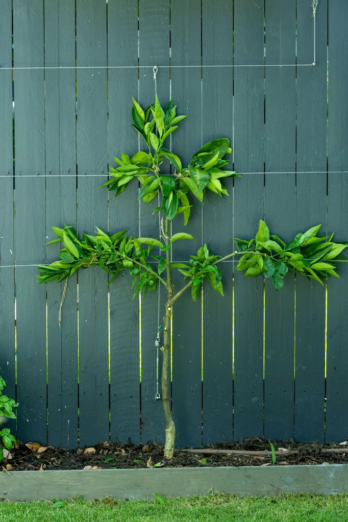 Charlie Albone's Espalier Fruit Tree Techniques