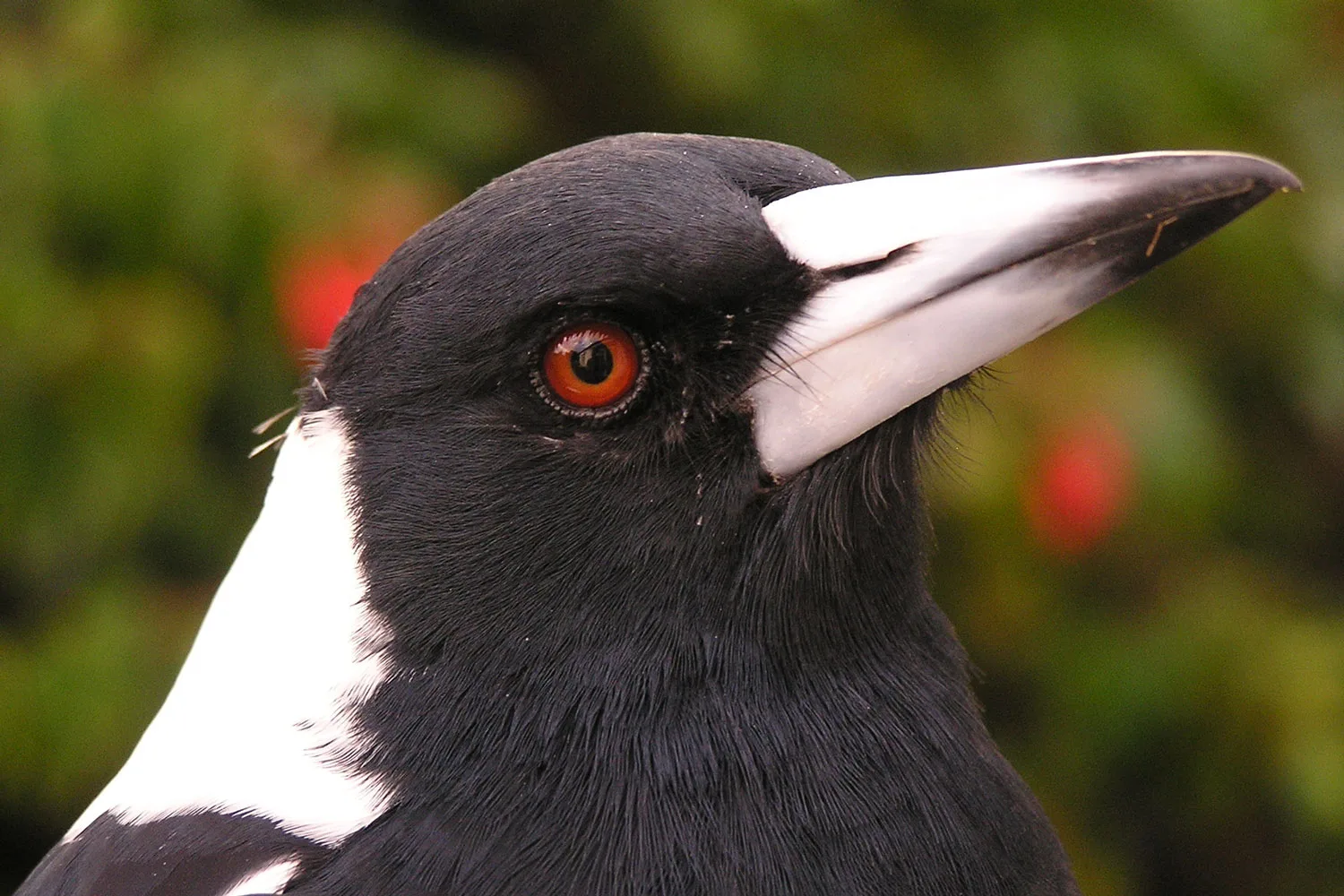 What to do if you find a baby magpie in the wild